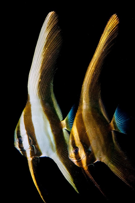 Papua Explorers Resort, Raja Ampat